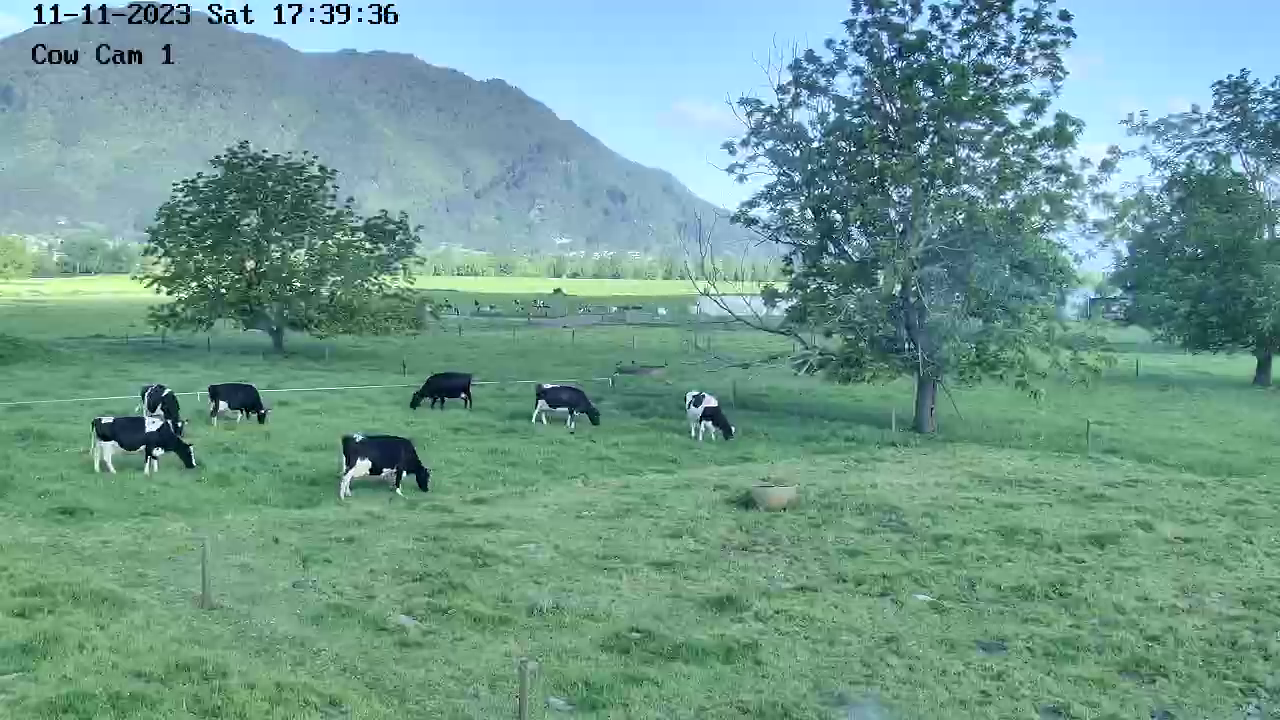 Cow Dataset Object Detection Dataset And Pre Trained Model By Part Iv