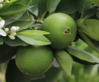 Fruit Detection Object Detection Dataset by Orange Detection