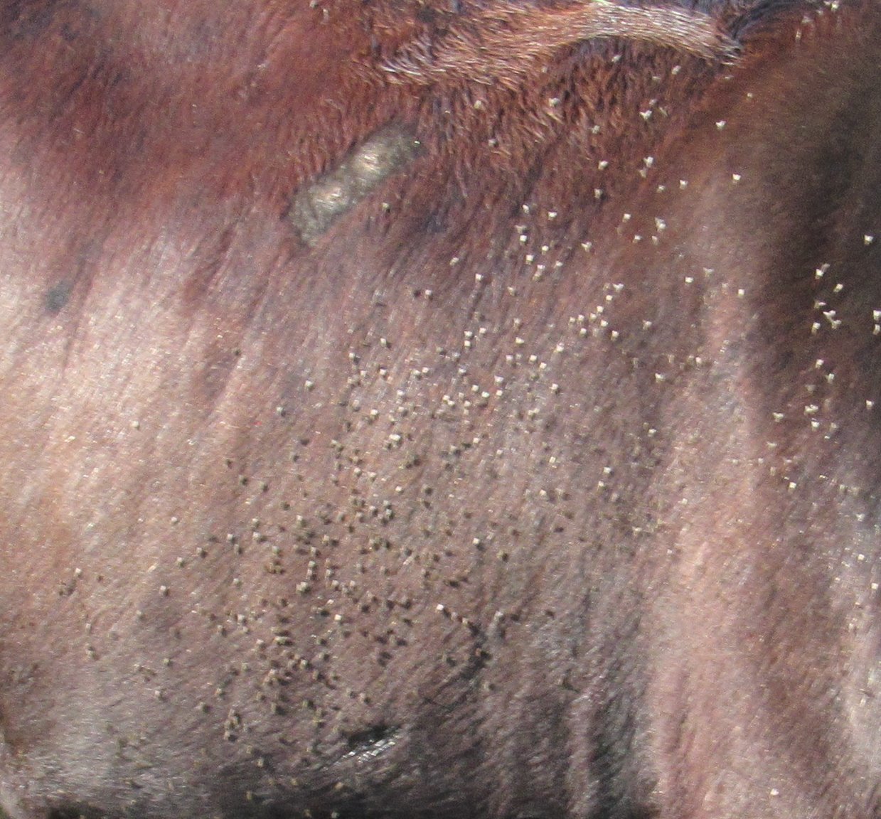 Horn Fly Project Object Detection Dataset by HF trainer