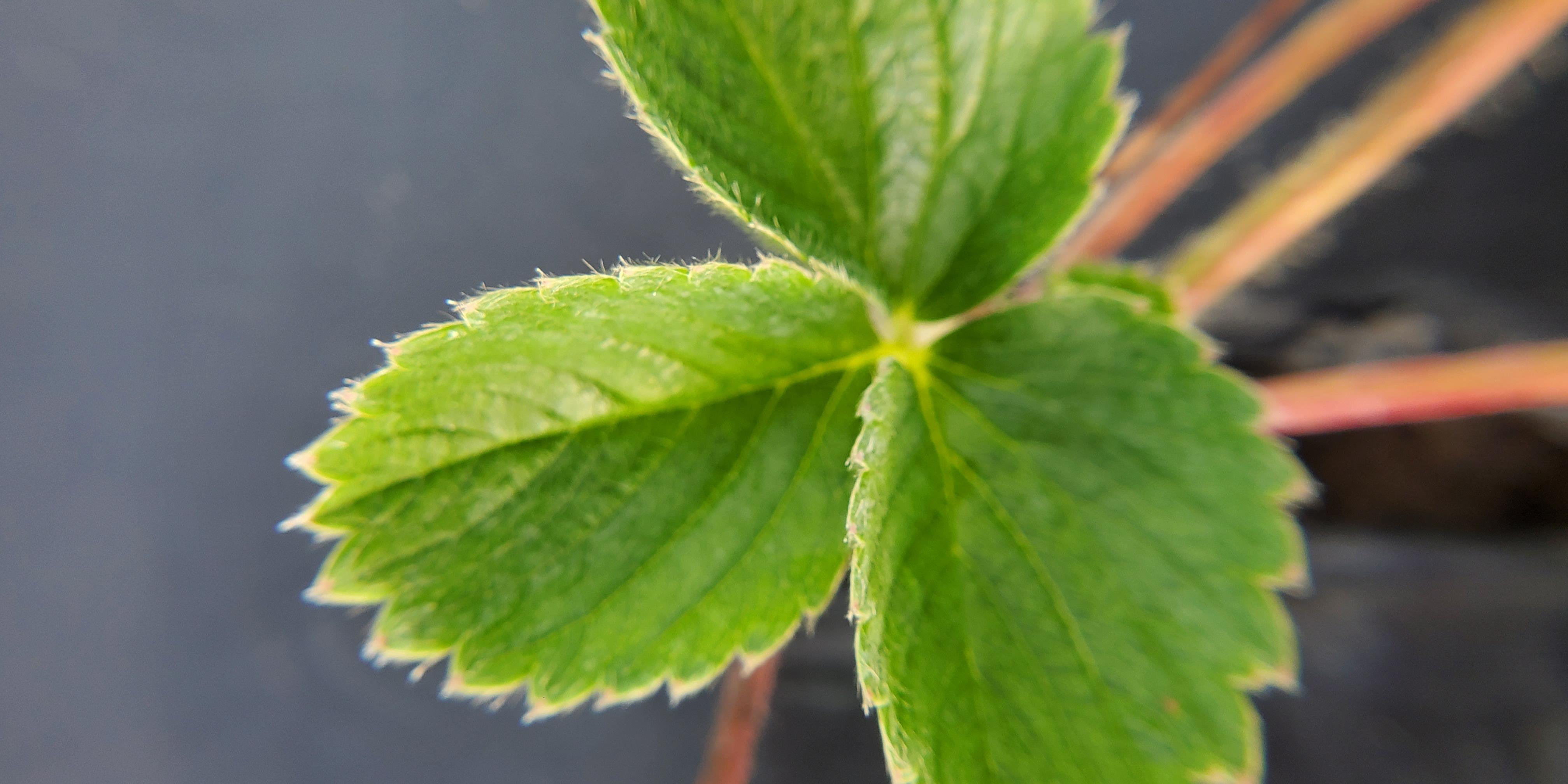 Pest Classification Classification Dataset By Strawberry Pest Detection
