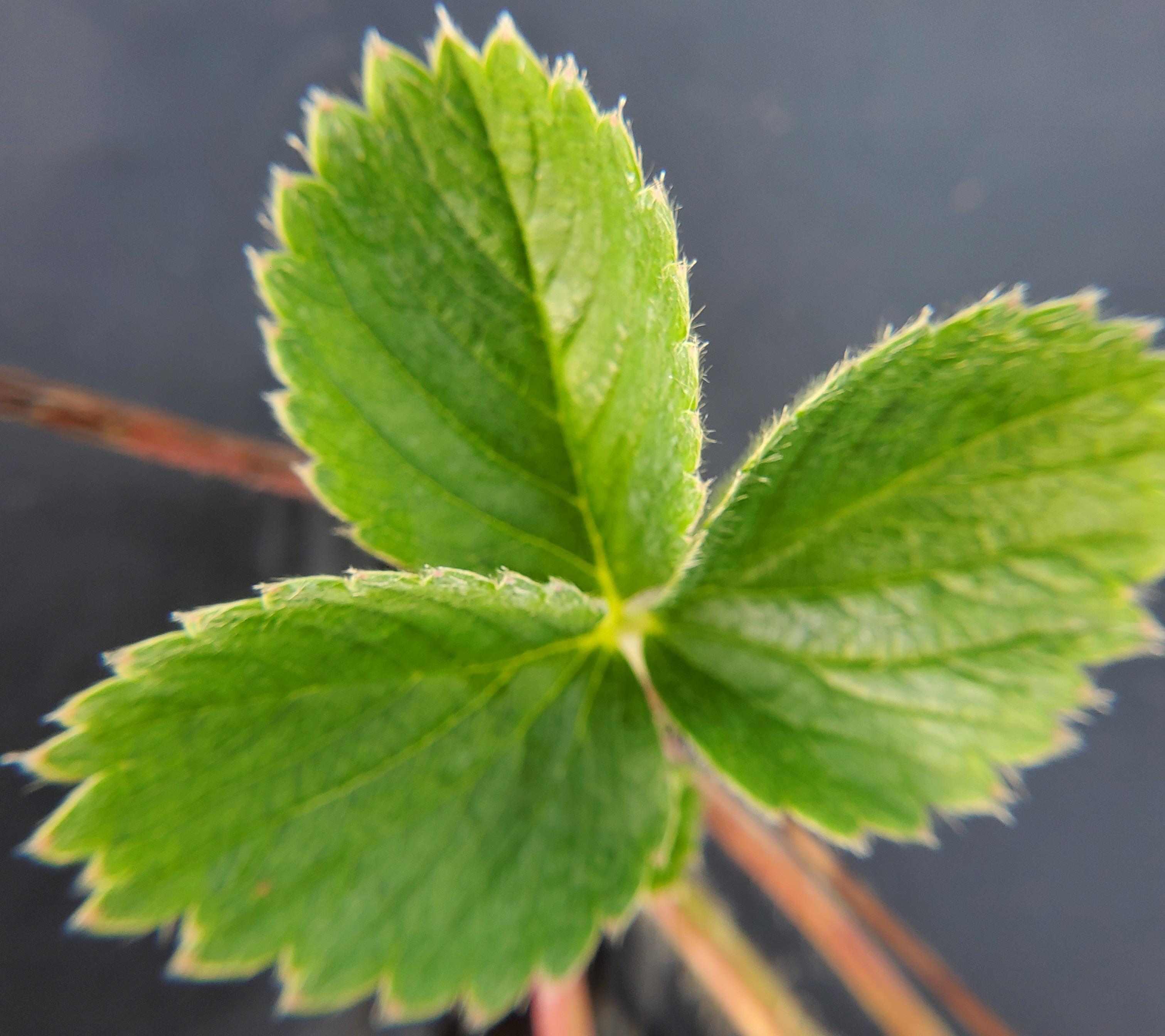 Strawberry Pest detection - Roboflow Universe