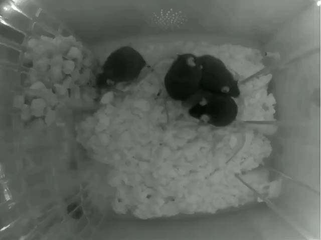 mice Object Detection Dataset and Pre-Trained Model by Noah Weber