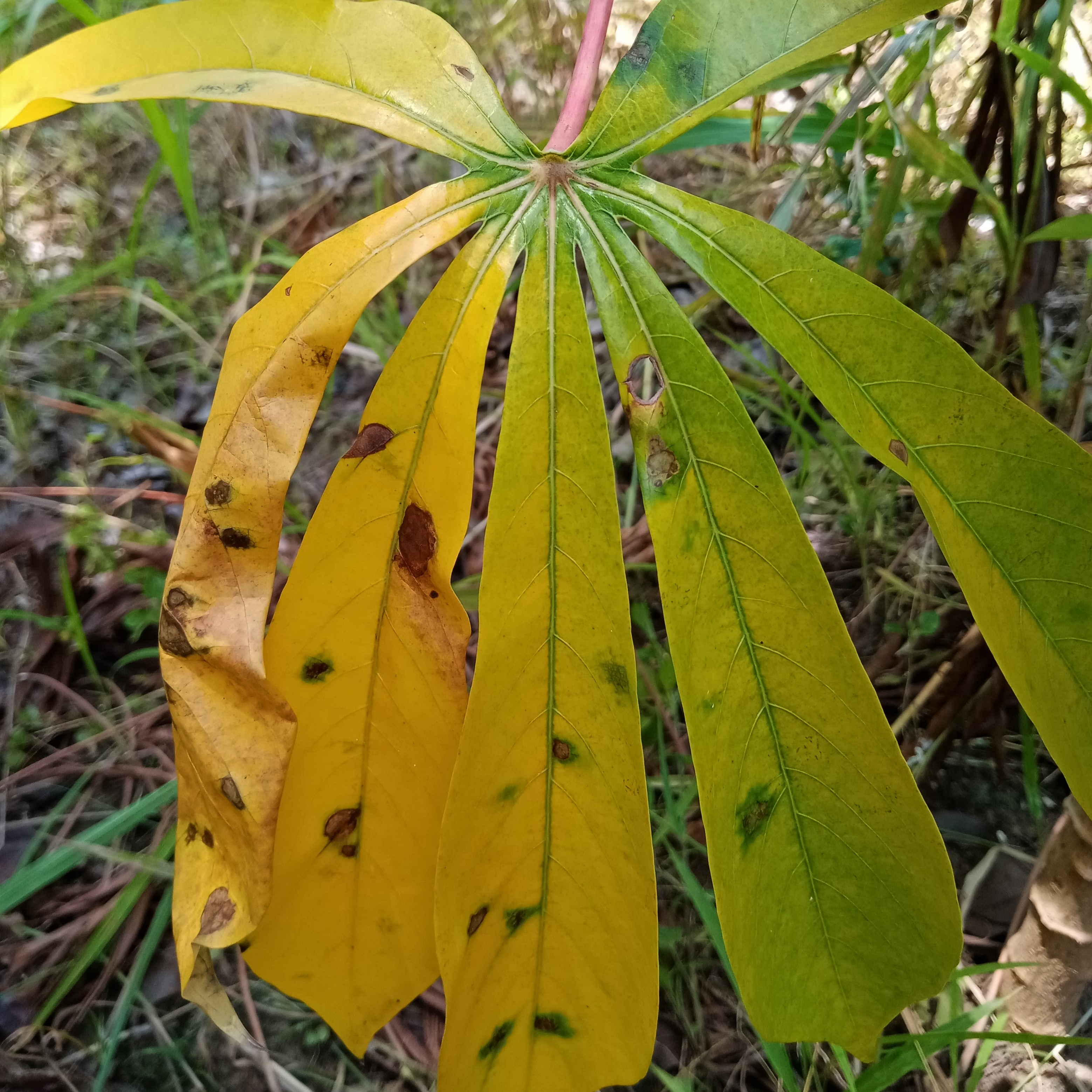 cassava Classification Dataset by yolov5train
