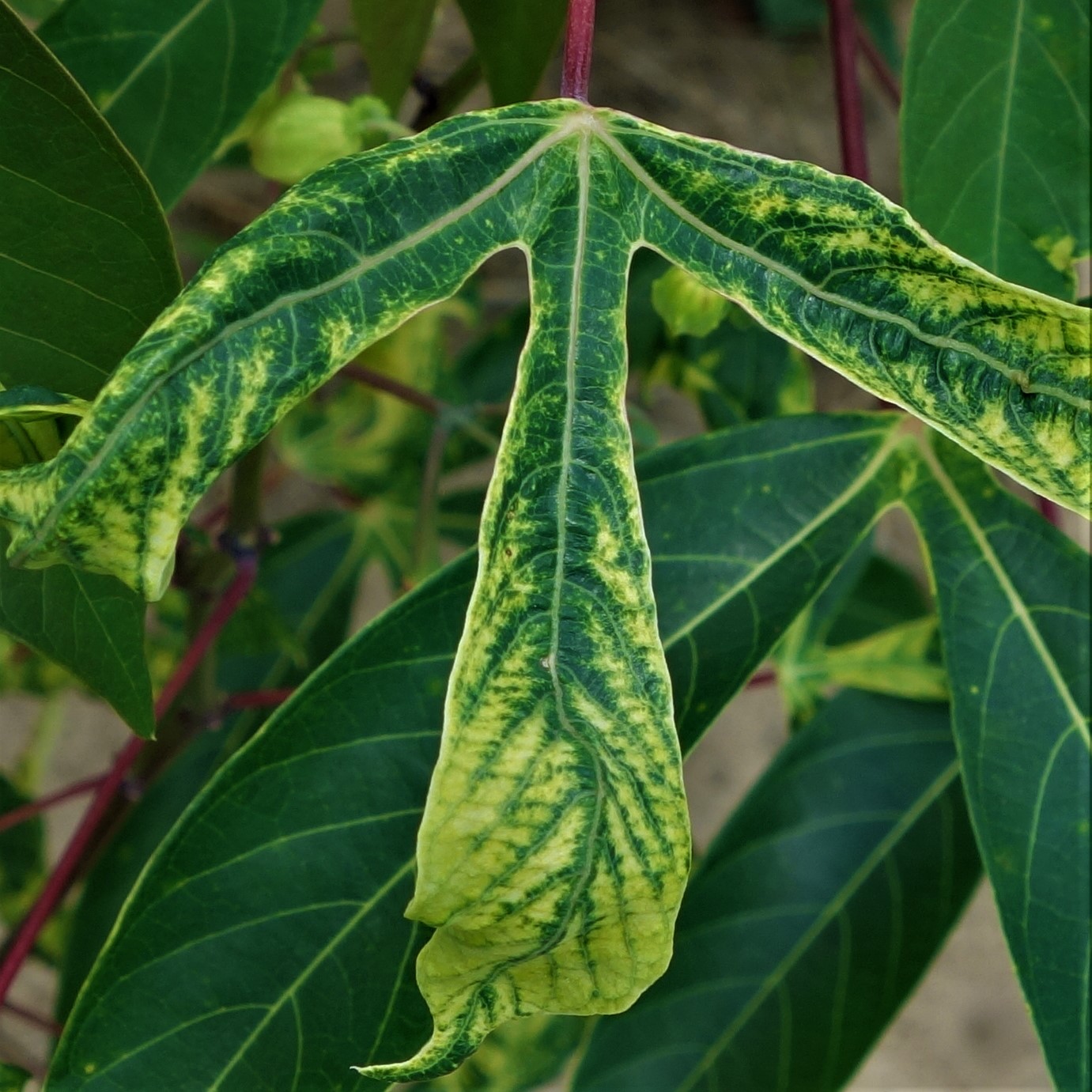 bls Classification Dataset by yolov5train