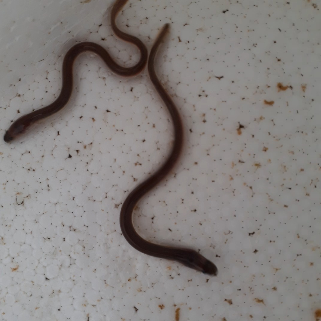 Simosat v3 Object Detection Dataset by IPB University