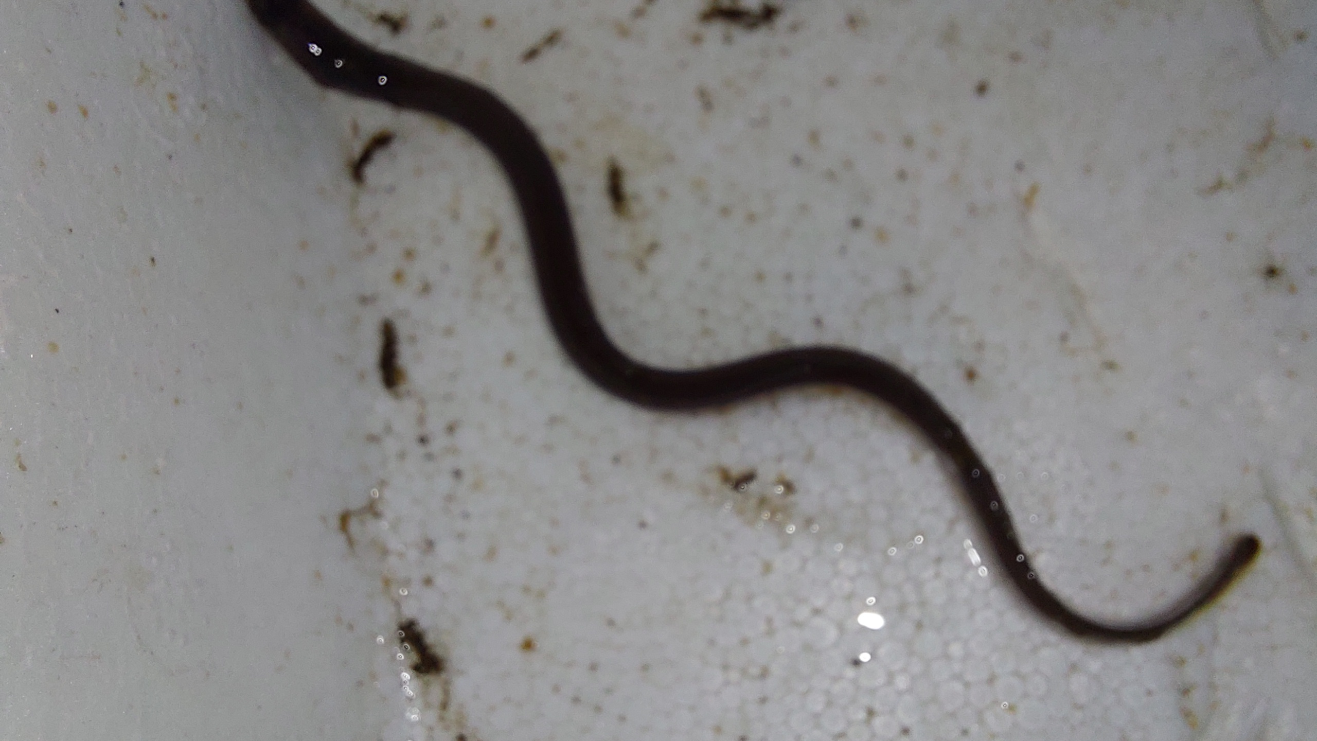 Simosat v1 Instance Segmentation Dataset and Pre-Trained Model by IPB University