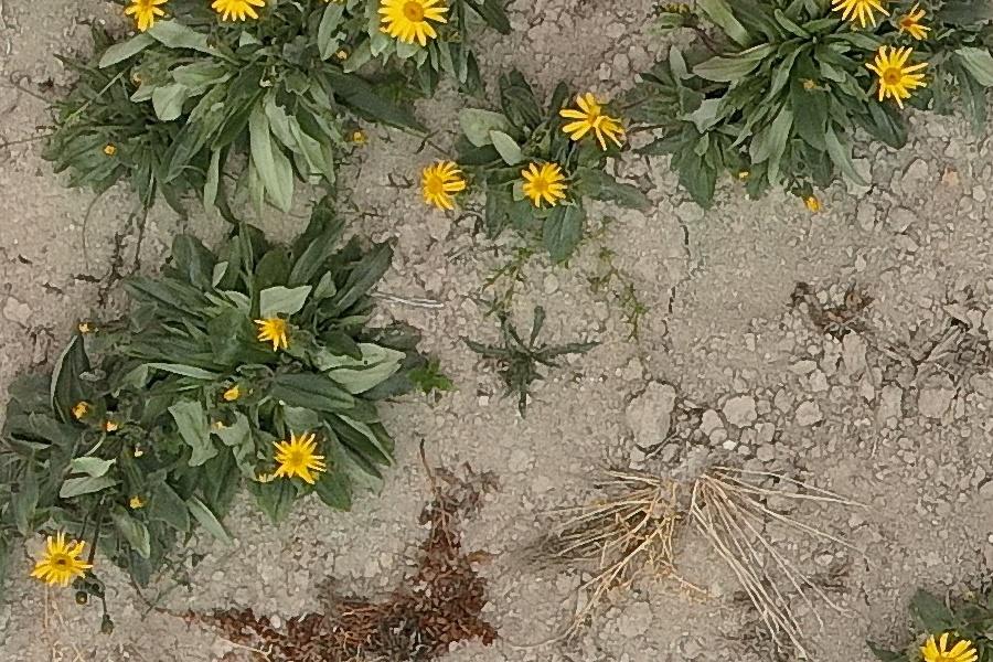 Flower Recognition Augmentation Instance Segmentation Dataset by University