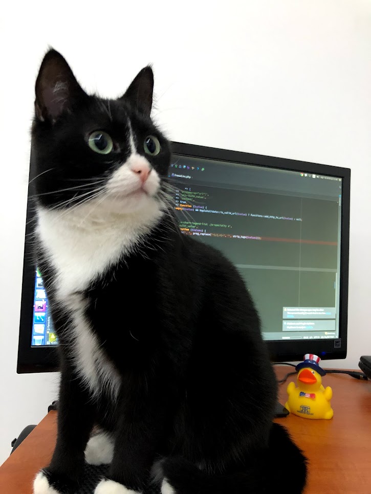 recognise cats Object Detection Model by yfranchuk