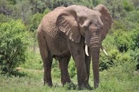 Elephant validation - Roboflow Universe