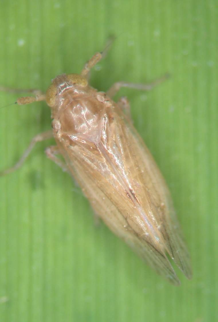 Tematikdataset Object Detection Dataset By Uitm And Pens