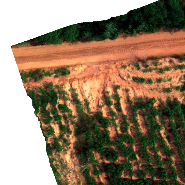 How to Use the Tree Object Detection API