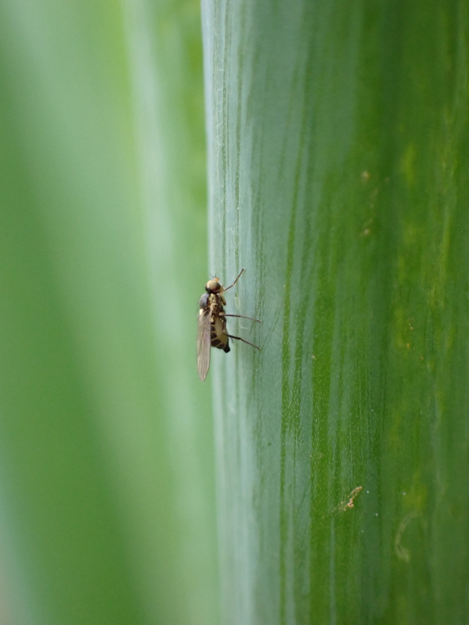 Lyromizar Pest Detection Object Detection Dataset By Inicteluni