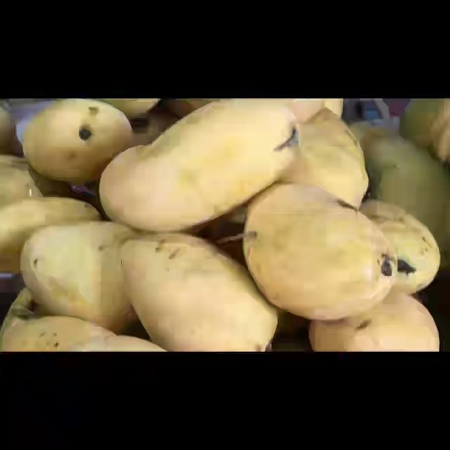 Mango Shape Object Detection Dataset by school