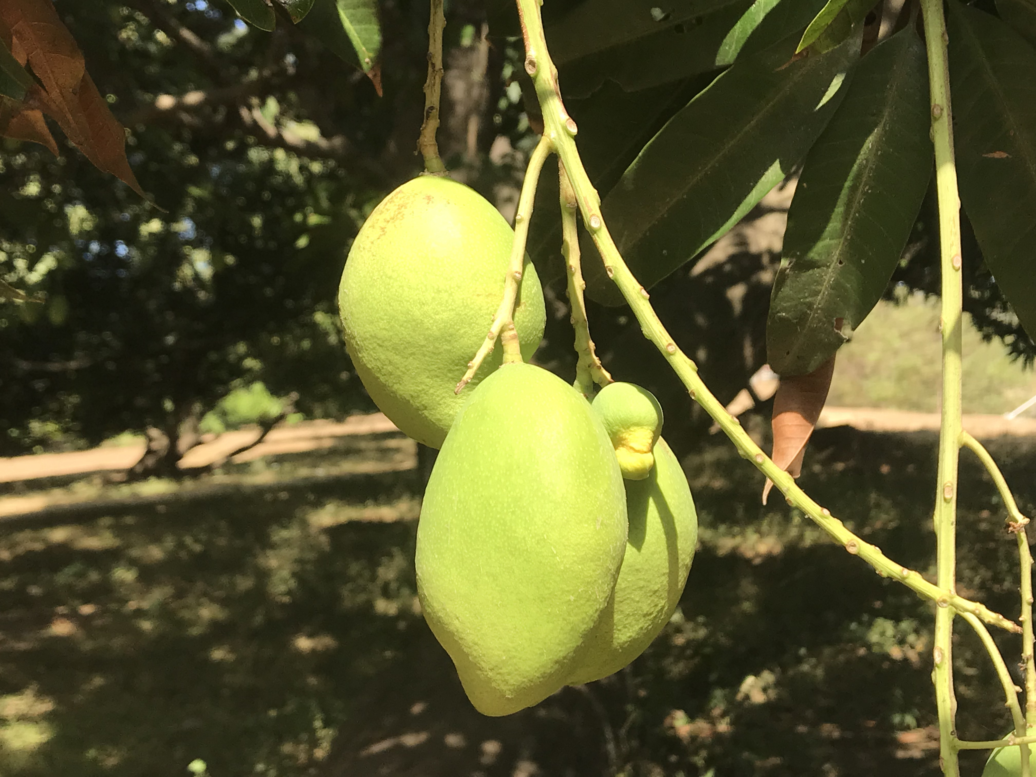 Mango Fruit Color Object Detection Dataset by school