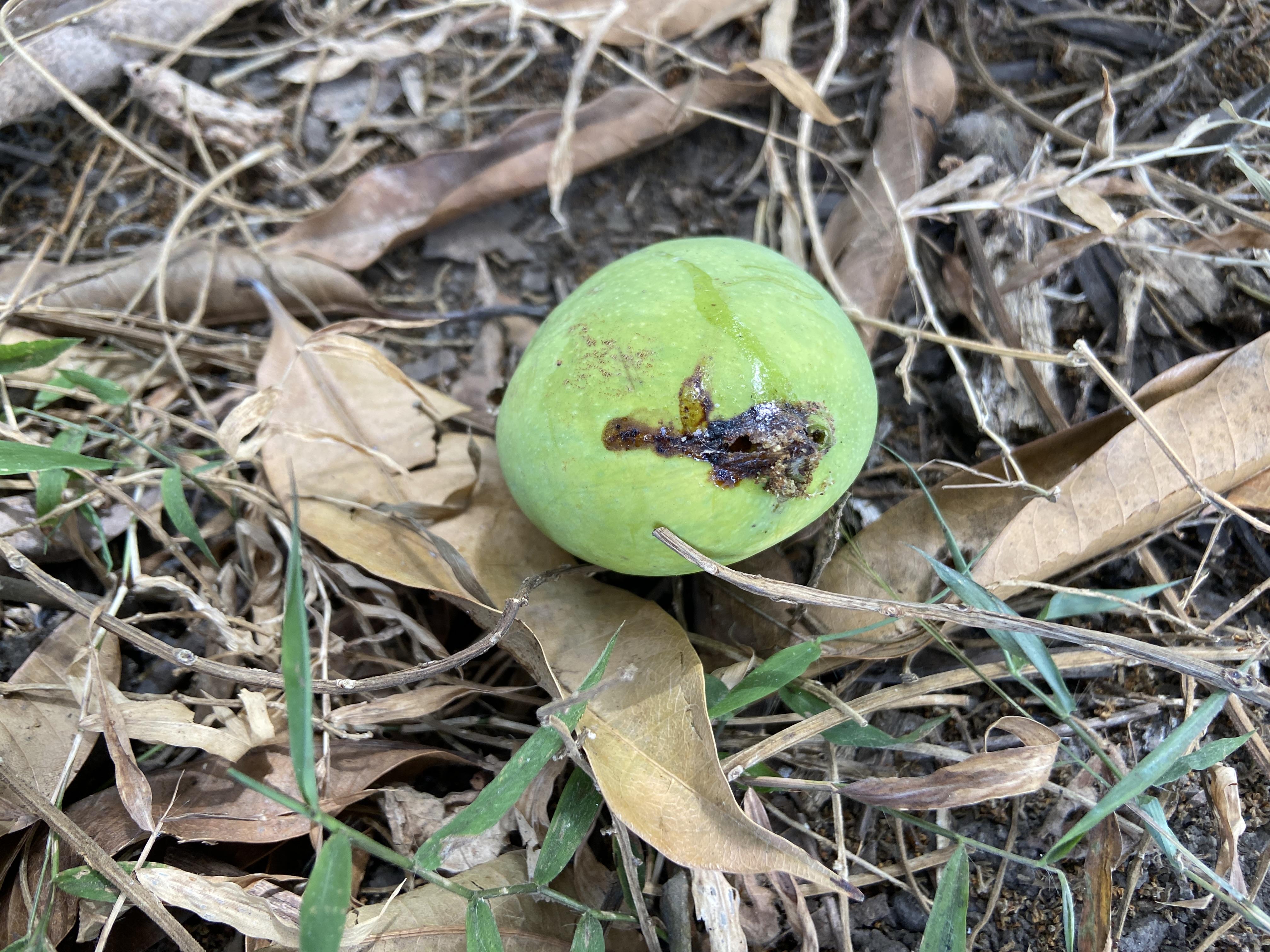 Mango Disease Object Detection Dataset By School