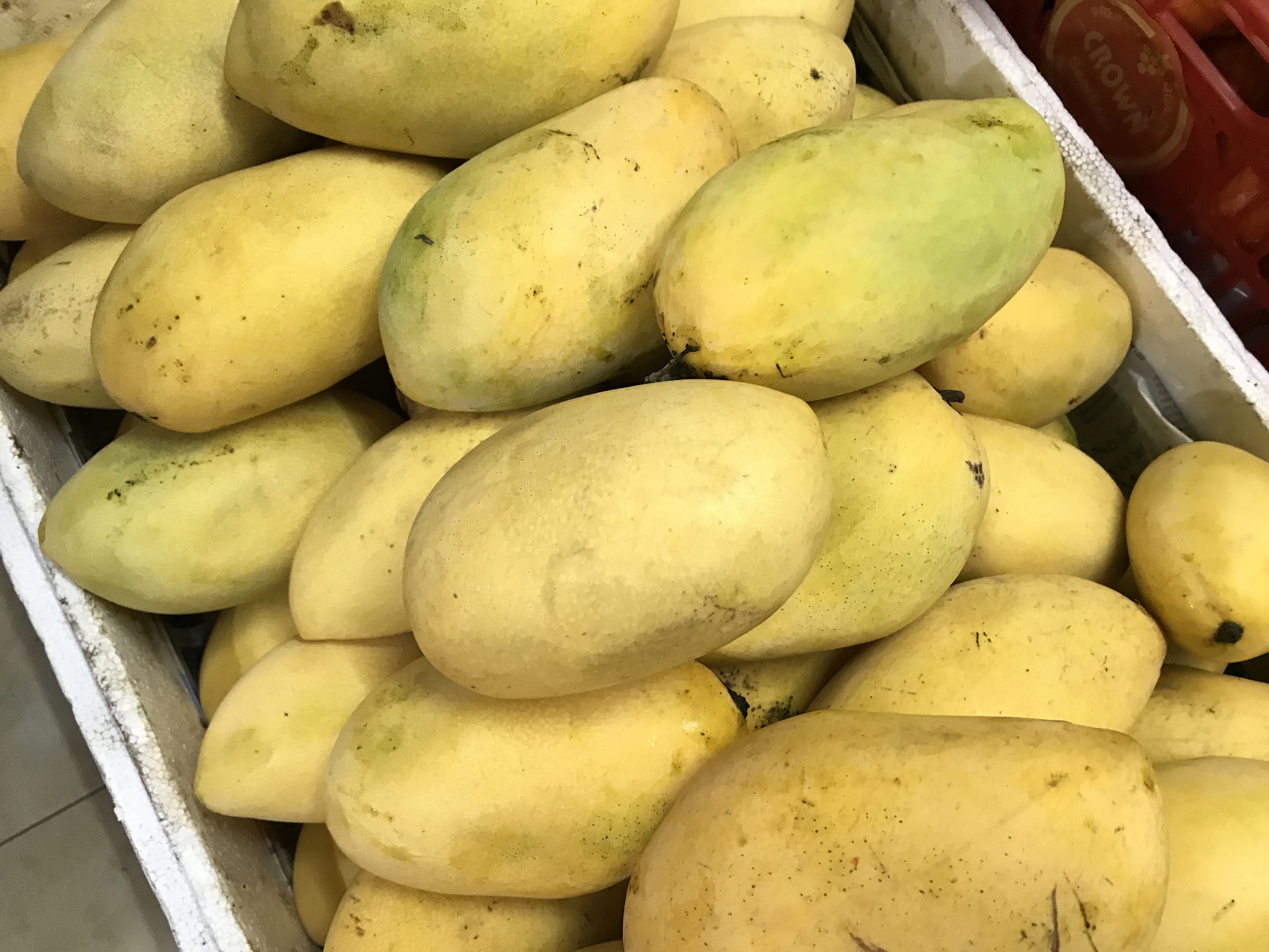 Mango Fruit Detection Object Detection Dataset By School