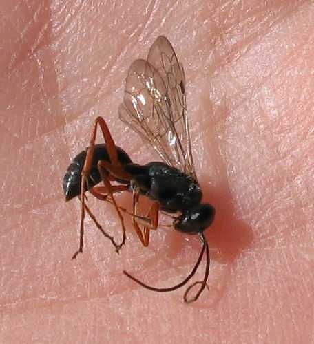 Mango Fruit Fly Object Detection Model by school