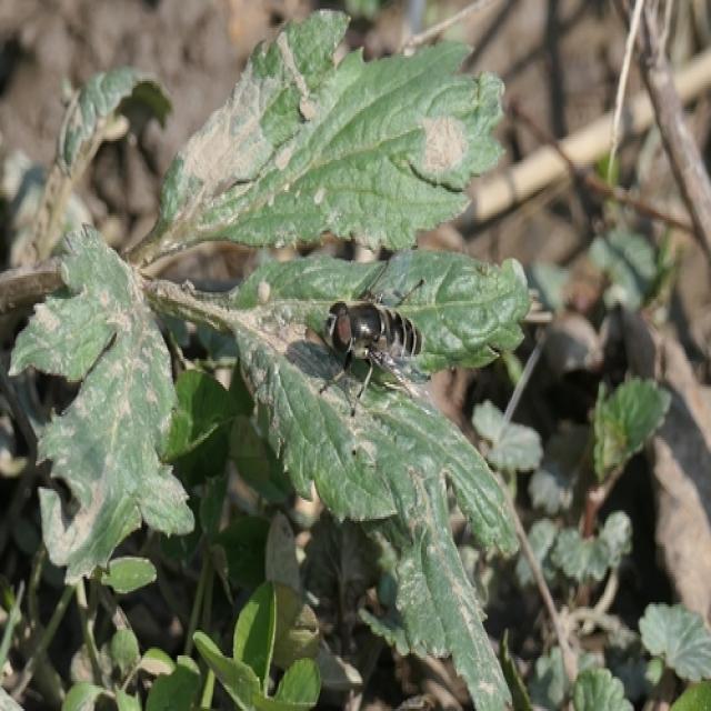 Hoverfly Object Detection Model by AWaDH IIT Ropar