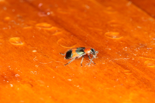 Red and Blue beetle Object Detection Model by AWaDH IIT Ropar