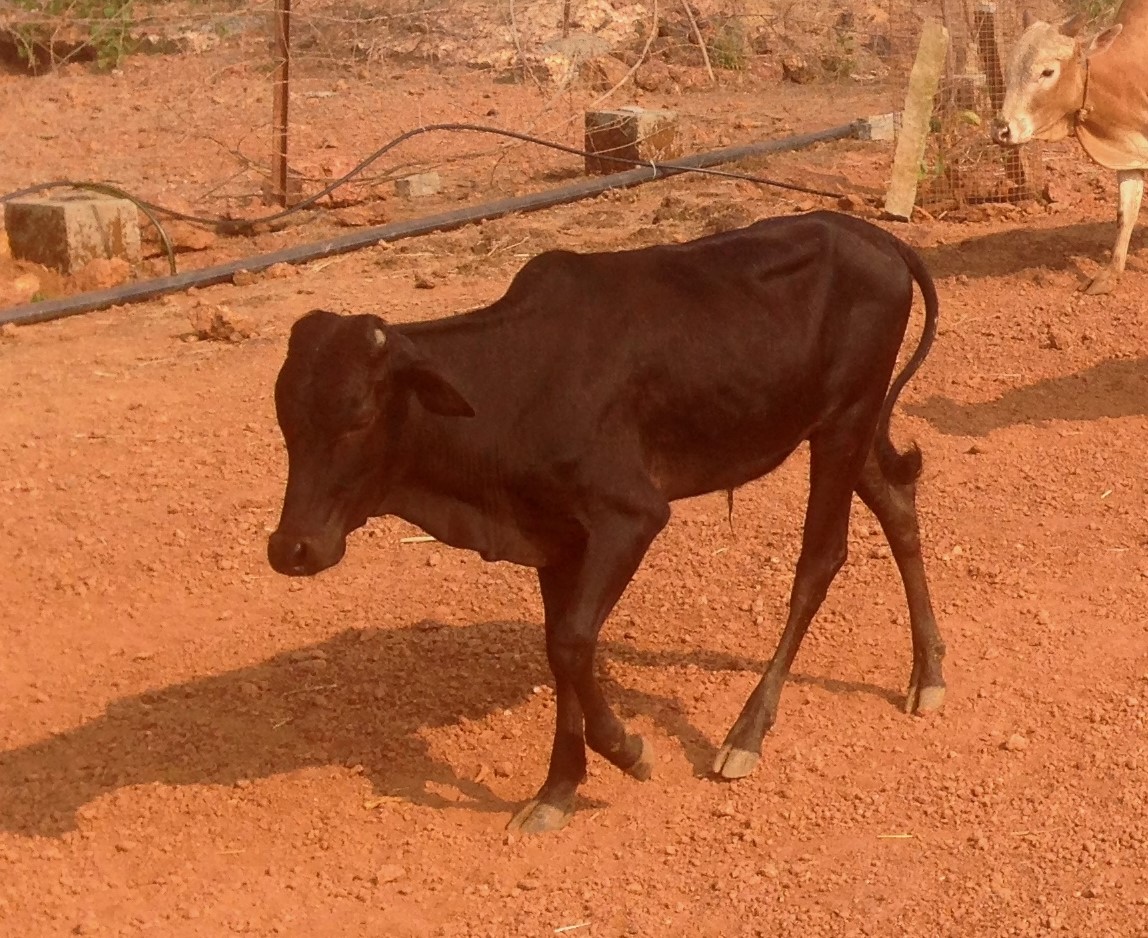 Kaggle Breed Classification Dataset By Annotations 0595