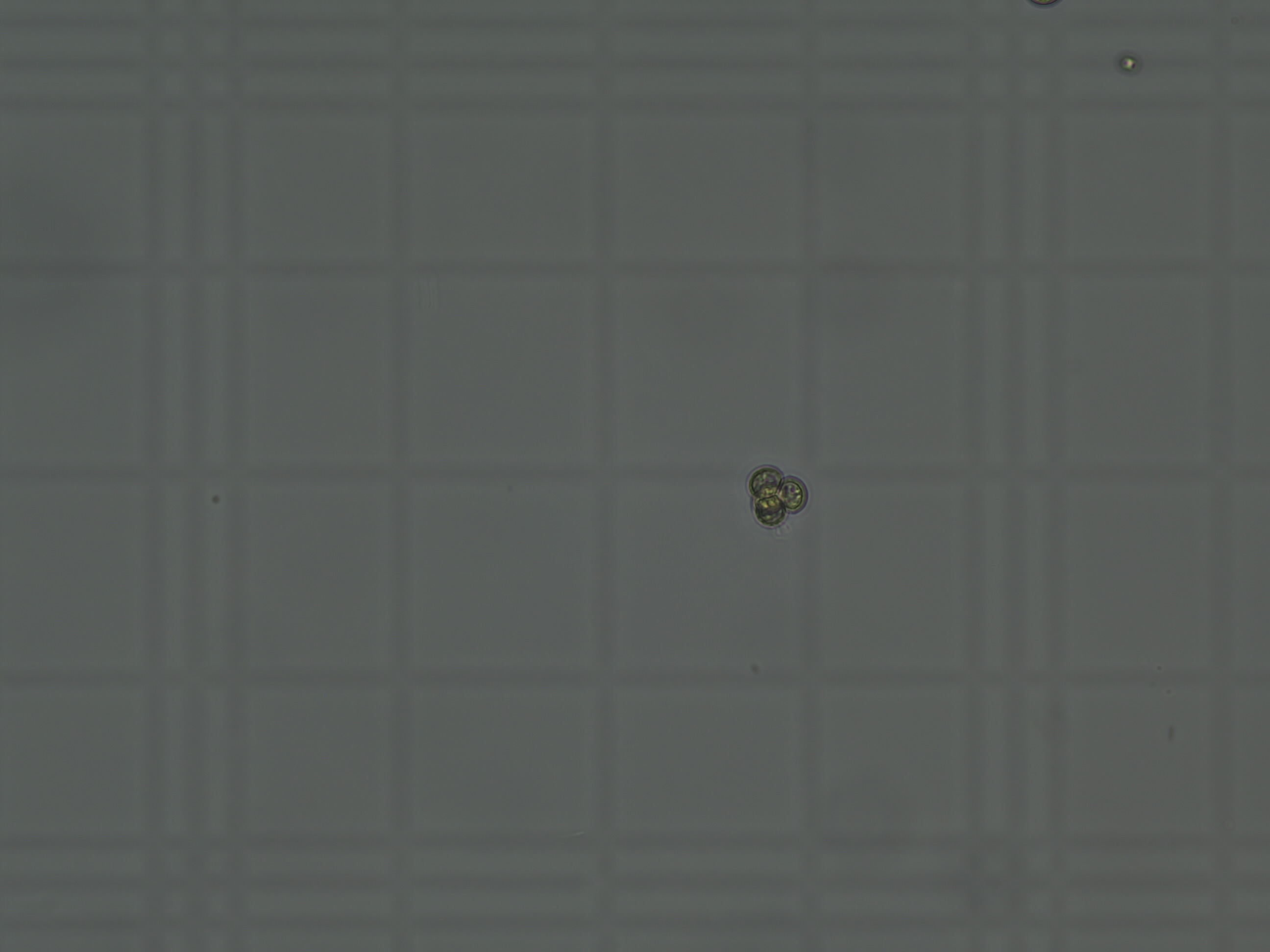 algebra Object Detection Dataset by workspace1