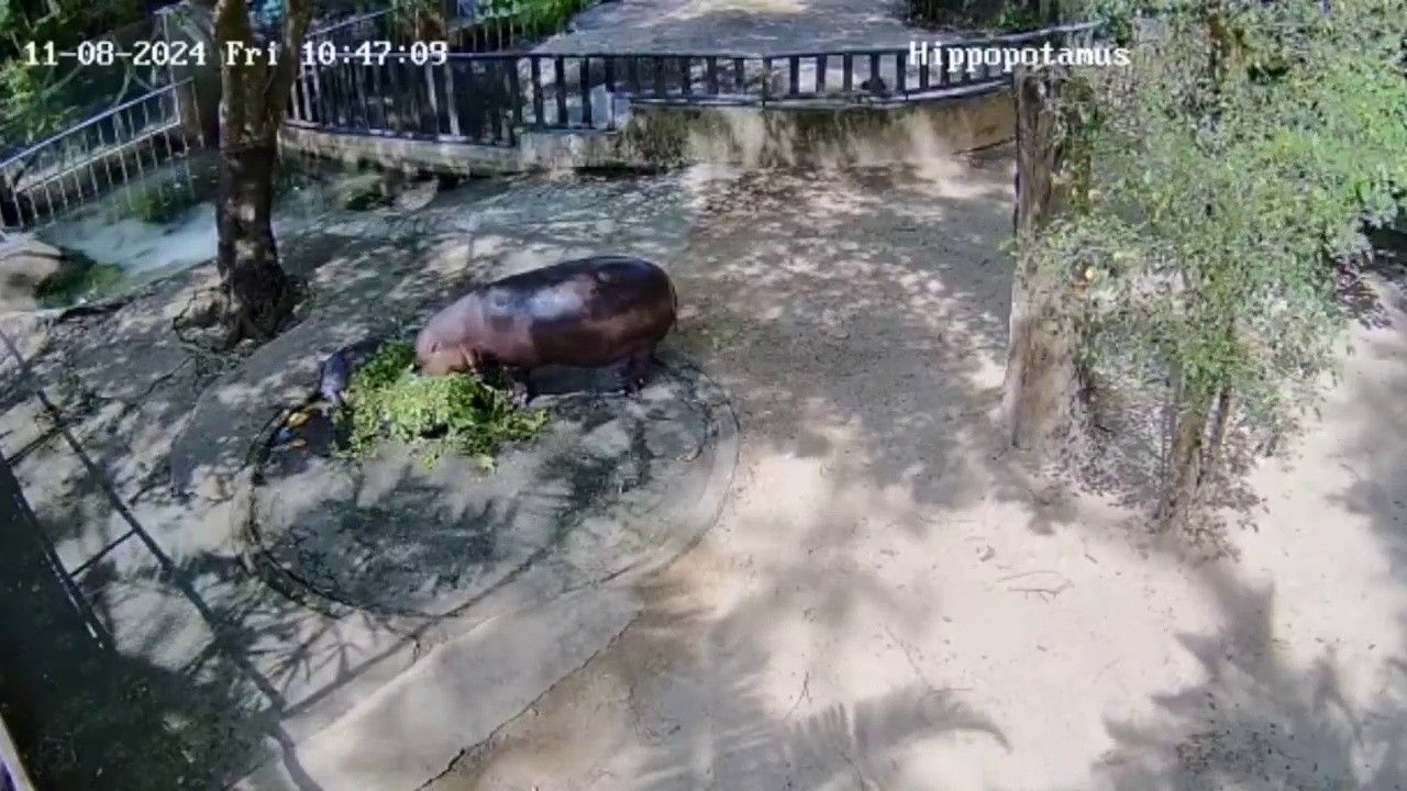 moodeng Object Detection Model by freeworkspace1