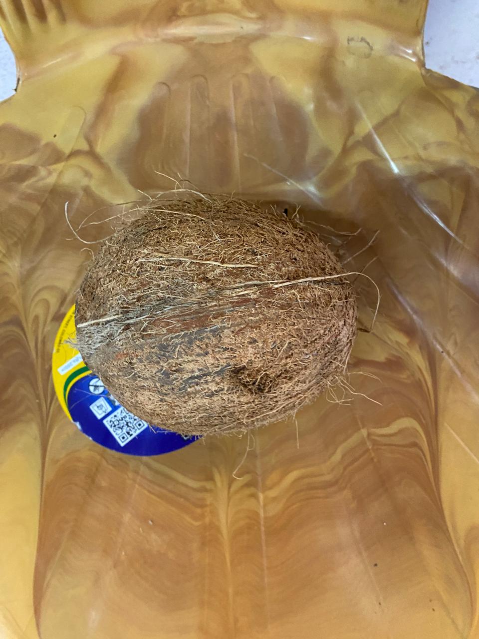 Coconuts Detection Object Detection Model By Coconut