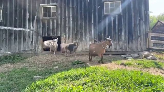 Goat Object Detection Dataset by Dataset