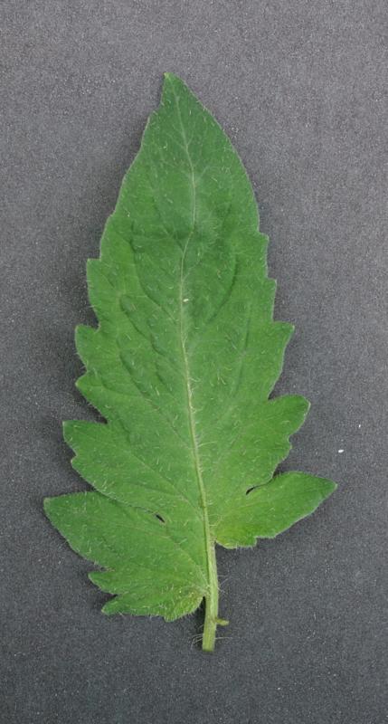 health Object Detection Dataset by shanxikejidaxue