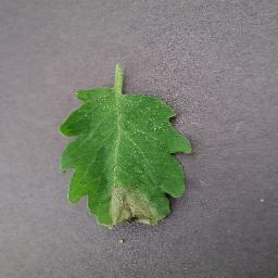 late-blight Object Detection Dataset by shanxikejidaxue