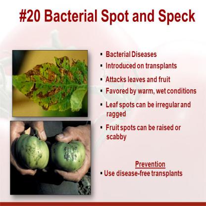 PlantDoc Object Detection Dataset by shanxikejidaxue