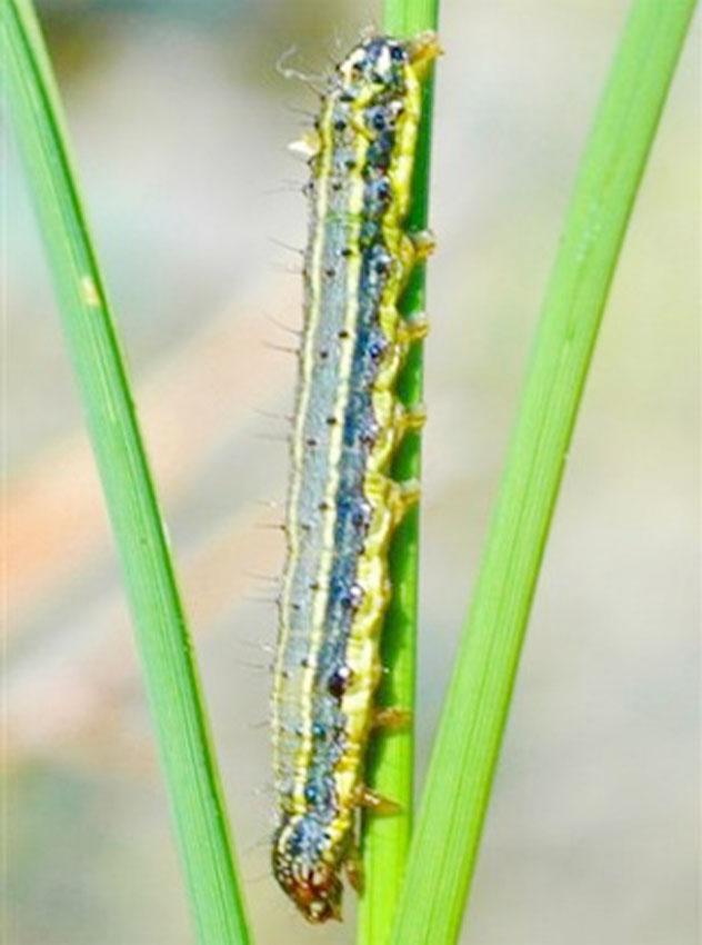 pest-detection(armyworm) Object Detection Dataset by UET Taxila