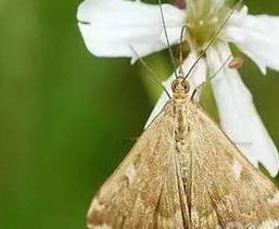 aphids-armyworm(2) Object Detection Dataset by UET Taxila