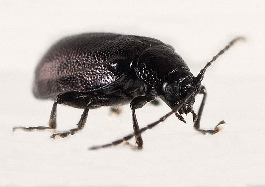 Pest Detection Beetle Object Detection Dataset By Uet Taxila
