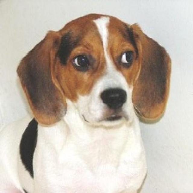 6 dog breeds Classification Model by Werapat