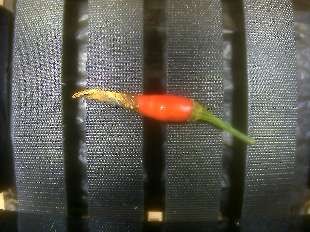 Anthracnose Object Detection Dataset By Trungnguyen