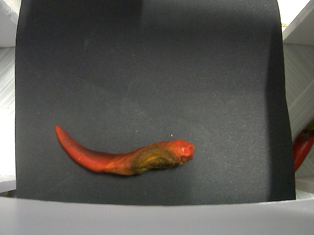 Anthracnose Object Detection Dataset By Trungnguyen