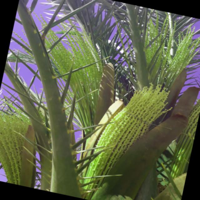 palm_BSS Object Detection Dataset and Pre-Trained Model by azouzsalmi