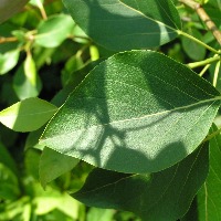 Detect, Count, And Visualize Instance Segmentation Instance Segmentation Dataset and Pre-Trained ...