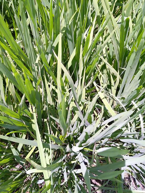 IISC Project - Roboflow Universe