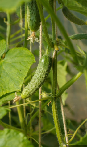 Image processing (image-processing-urwed) - Roboflow Universe