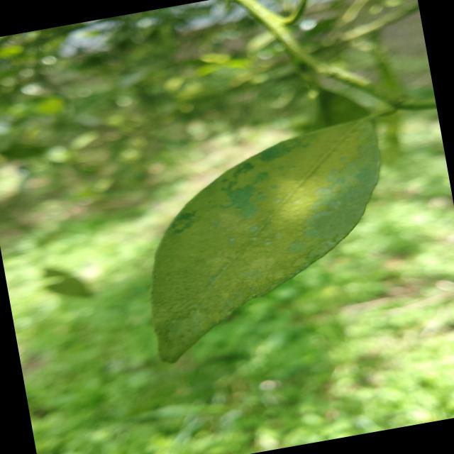 deteksi daun jeruk Object Detection Dataset by Ahmad Hidayat