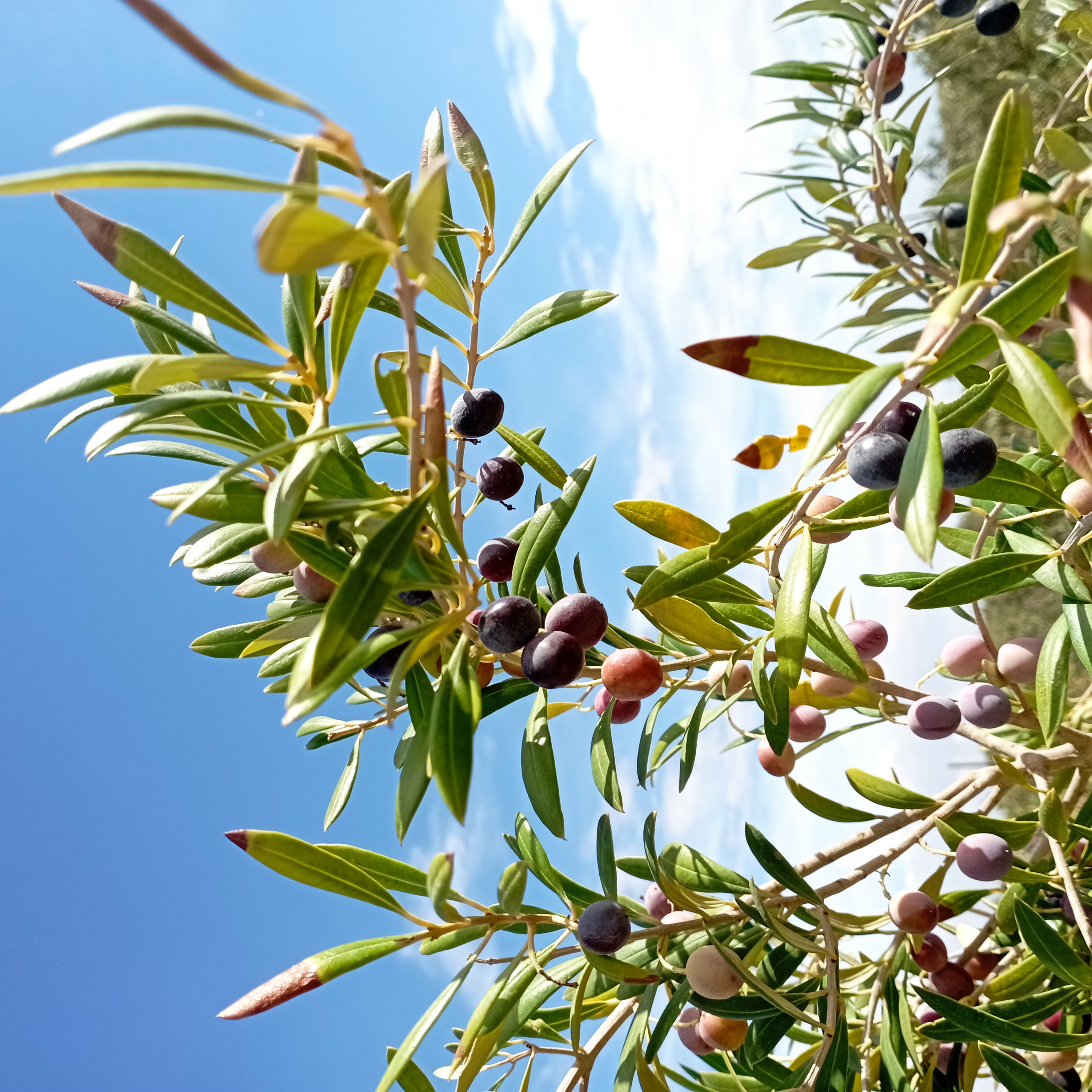 Olives and fillles detection in summer intership Semantic Segmentation ...