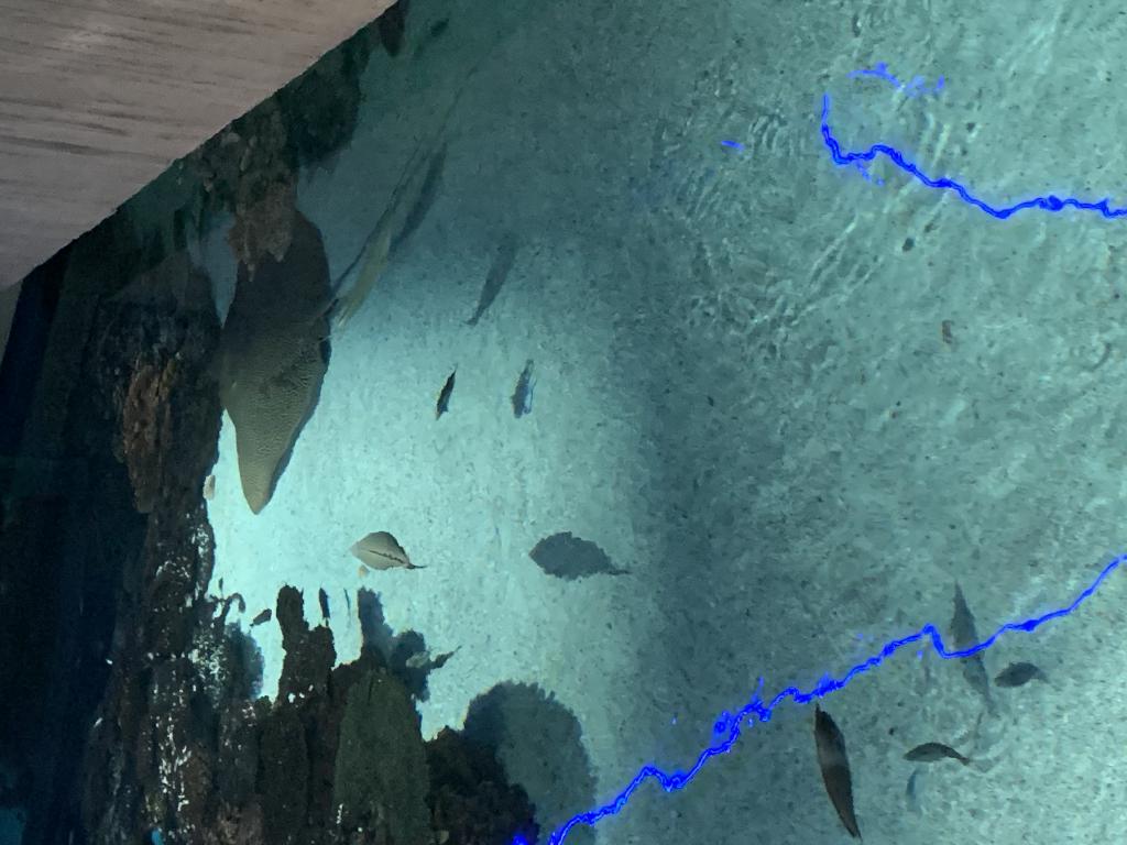 Aquarium Dataset Object Detection Dataset And Pre Trained Model By