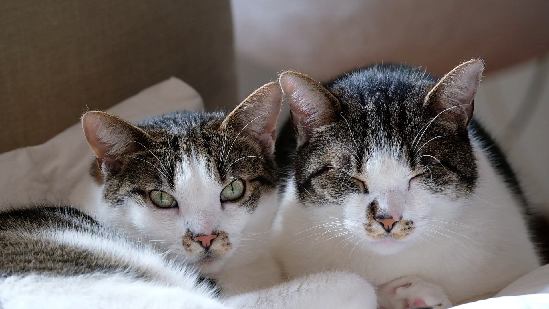 cat counting Object Detection Dataset and Pre-Trained Model by roboflow