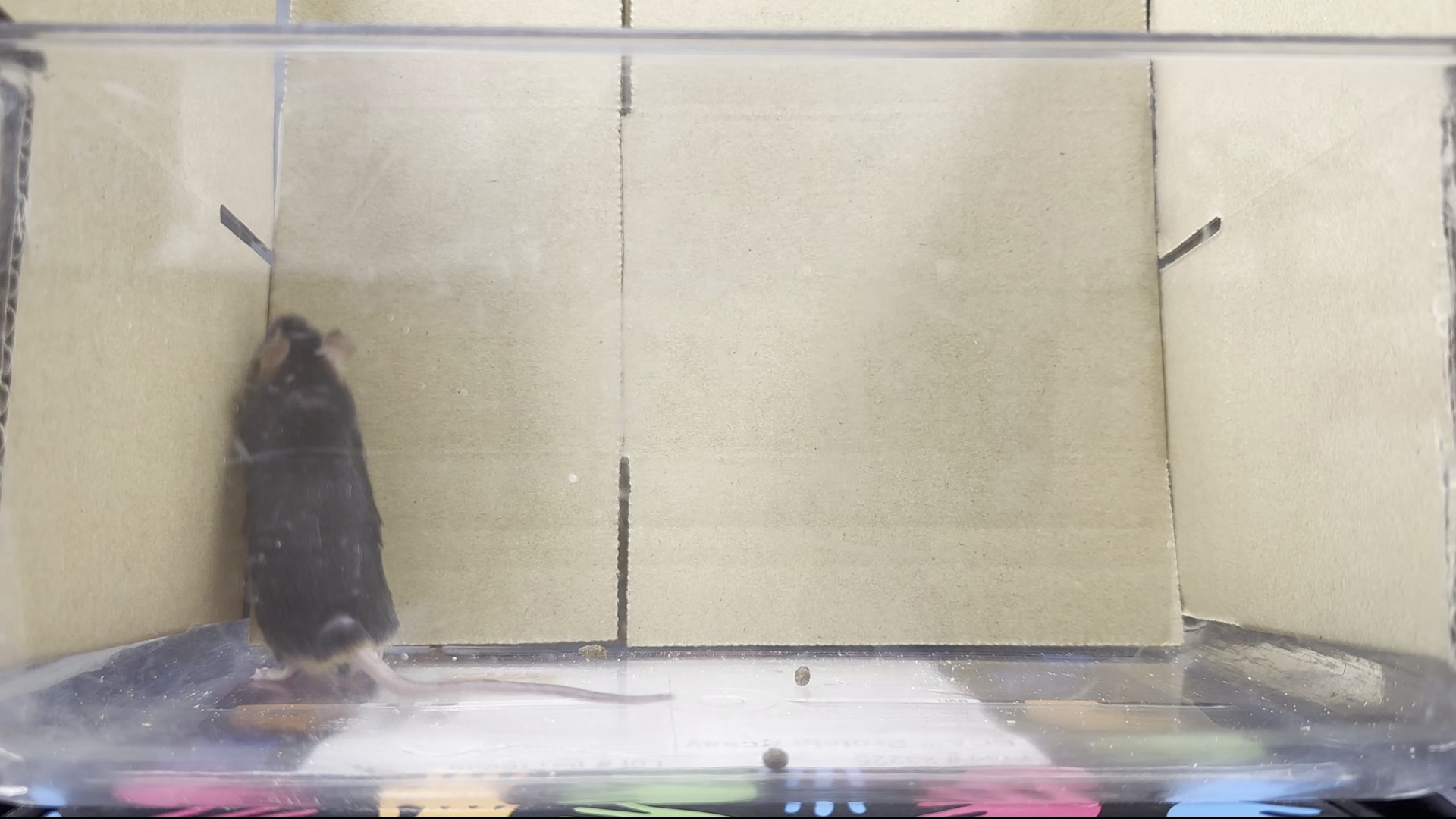 DetectorTraining Instance Segmentation Dataset by LabGym