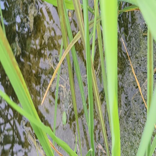 Crop Diseasepred Instance Segmentation Dataset And Pre Trained Model By Madhav