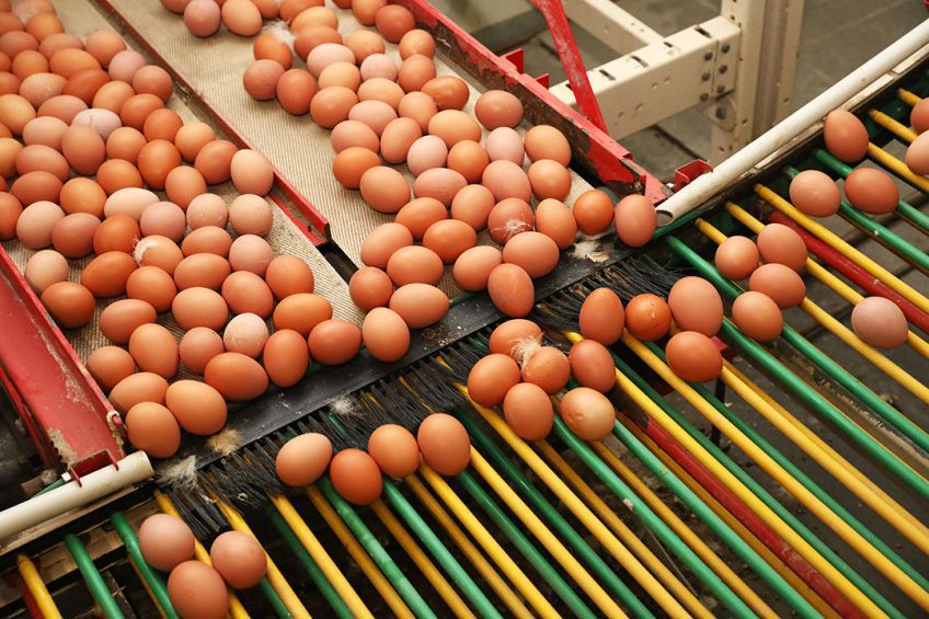 Telur Ayam Broiler Object Detection Dataset by project