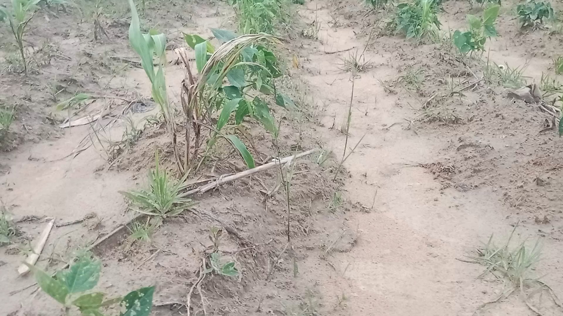 Weed Detection Object Detection Dataset V1 2024 08 12 7 11am By Weed