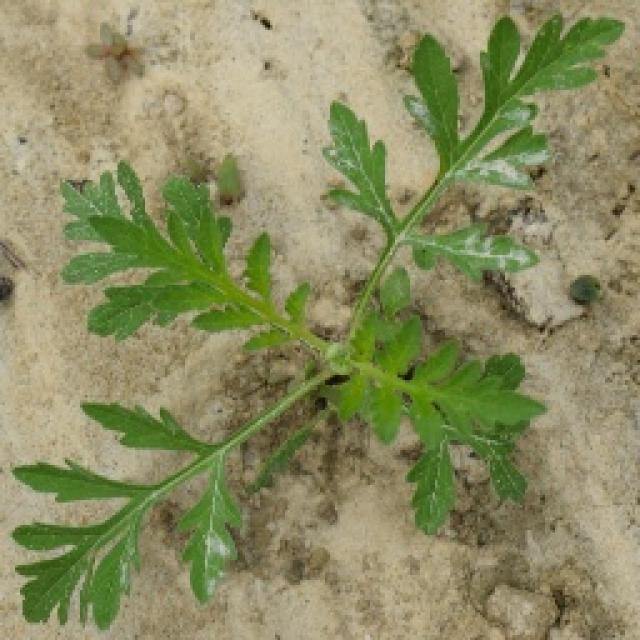 How To Use The Plantdetection Object Detection Api 9127